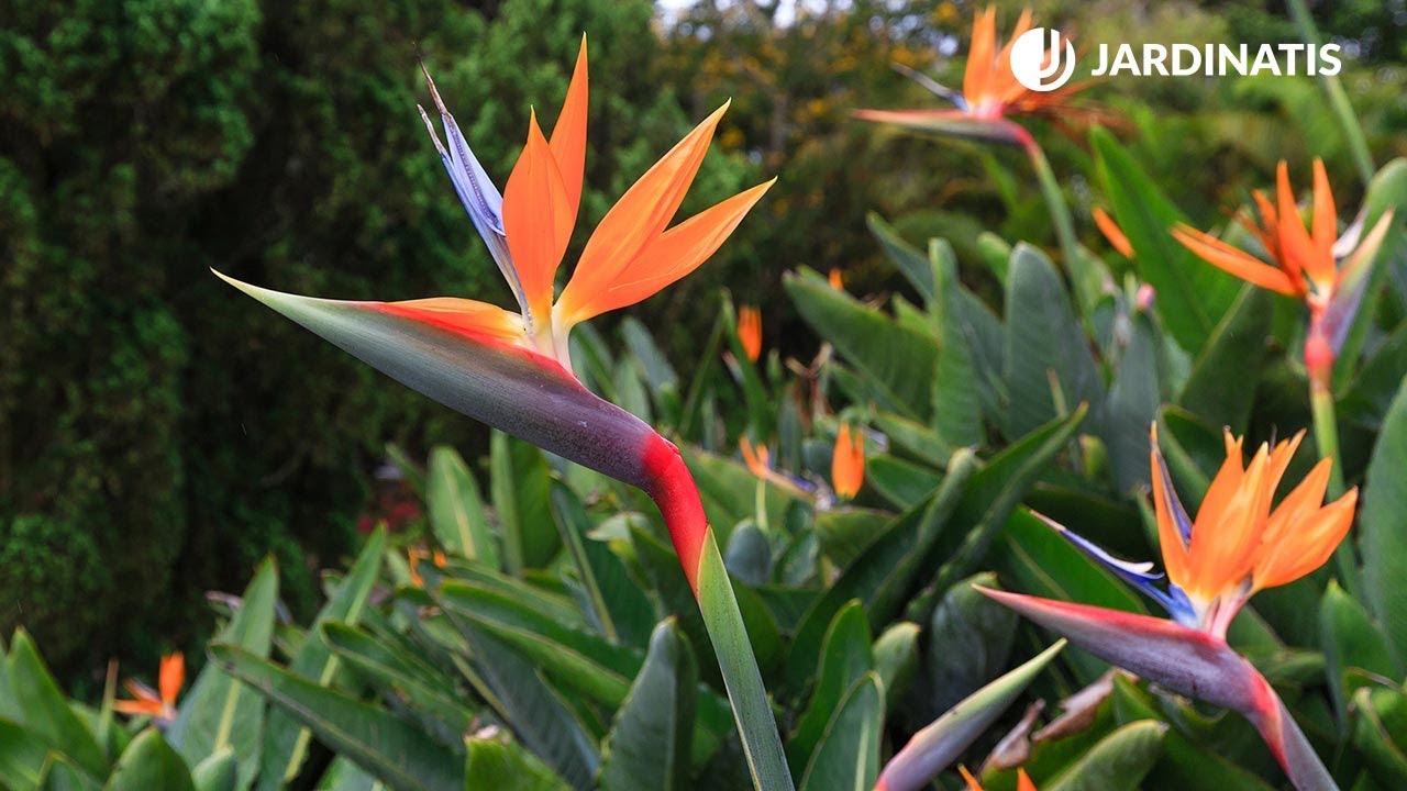 Cómo se reproduce la flor del pájaro y cuáles son sus cuidados