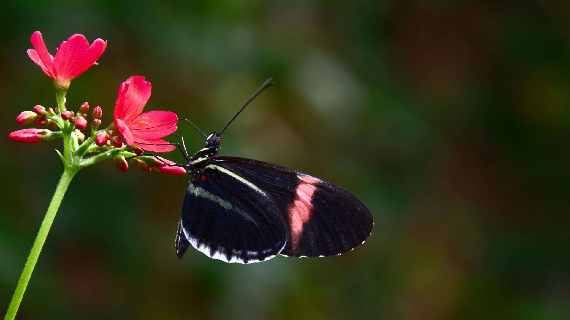 Qué significan las mariposas negras en diferentes culturas